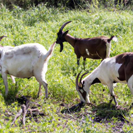 Goat là gì? Tìm hiểu về động vật độc đáo này